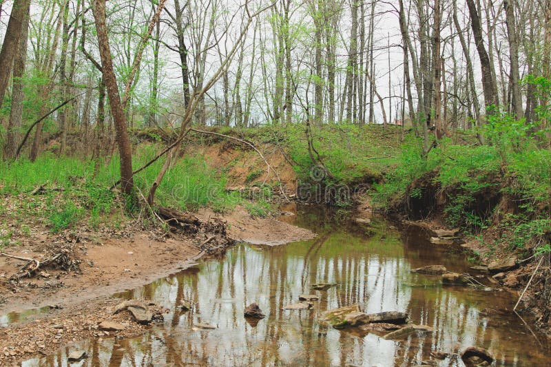 Tranquil Pond with a Muddy Bottom and a Reflective Surface in a Forest ...