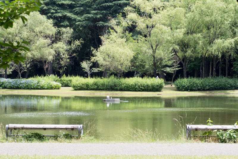 Tranquil pond in a park stock image. Image of calm, national - 95652823