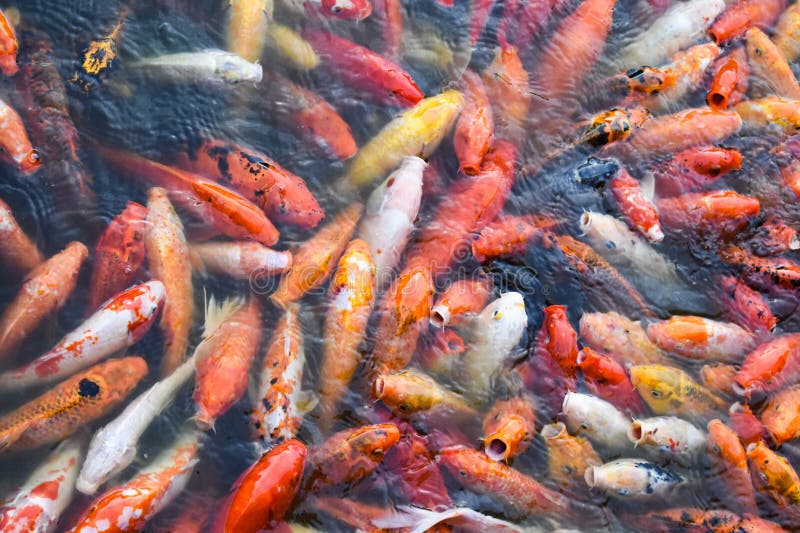 Tranquil Pond with a Variety of Colorful Koi Fish Stock Image - Image ...