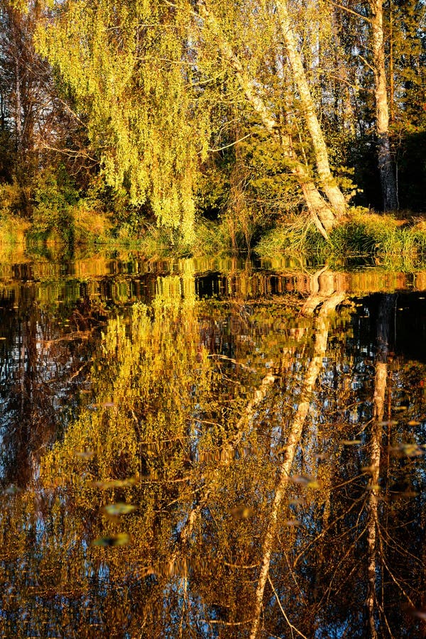 Tranquil Reflections: Trees Mirrored in River Waters Stock Image ...