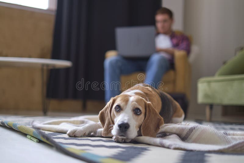 Tranquil Relationship between a Man and His Sizable Furry Companion As ...