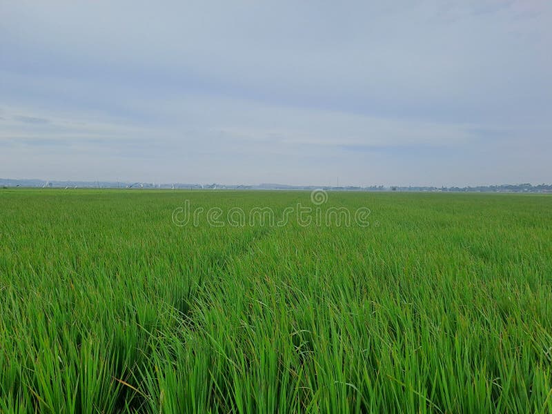 Tranquil Rice Fields Under a Cloudy Sky Stock Image - Image of crop ...