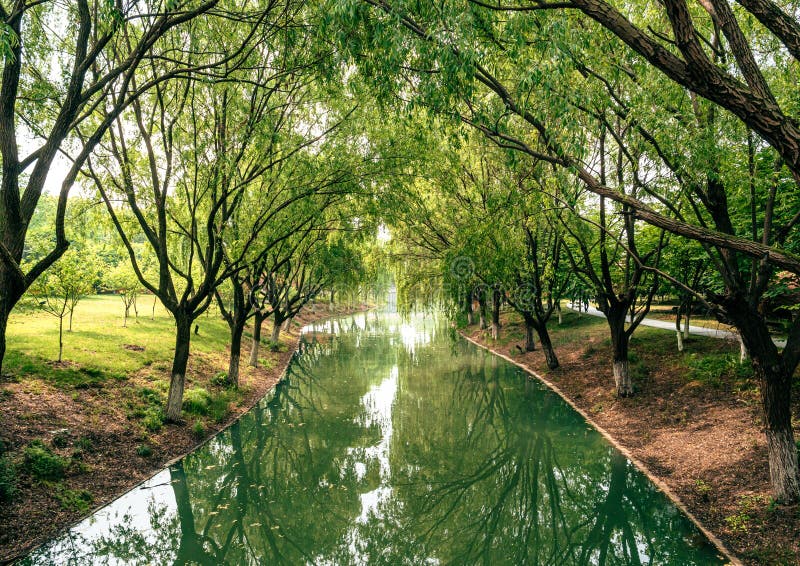 Tranquil River Surrounded by Lush Greenery in a Serene Park during ...