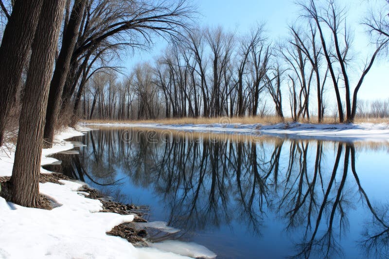Tranquil Riverside Landscape Reflecting Tall Trees during Winter in a ...
