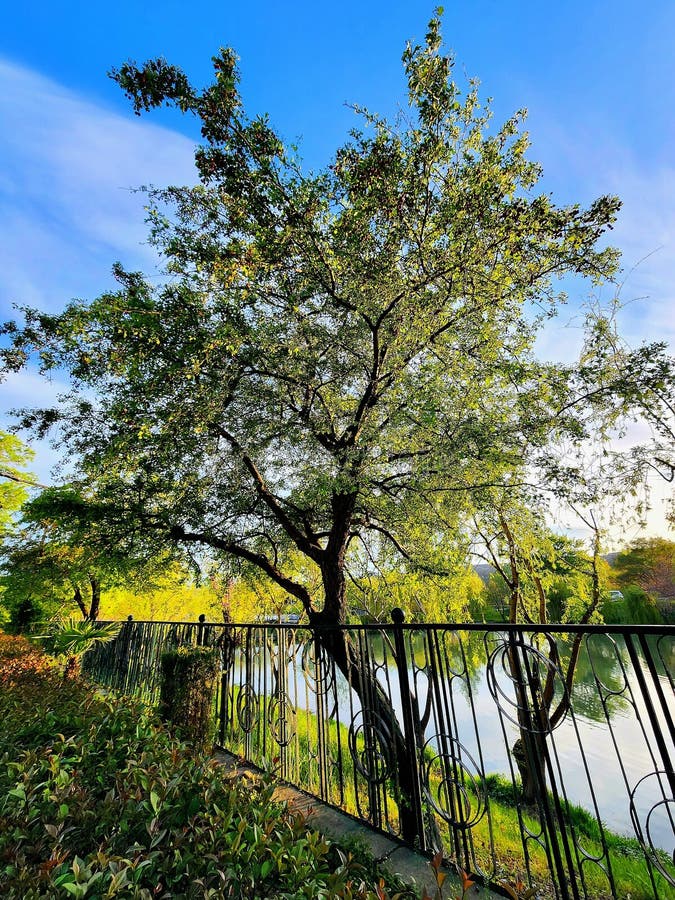 Tranquil Riverside Tree Scene, Tbilisi, Georgia Stock Image - Image of ...