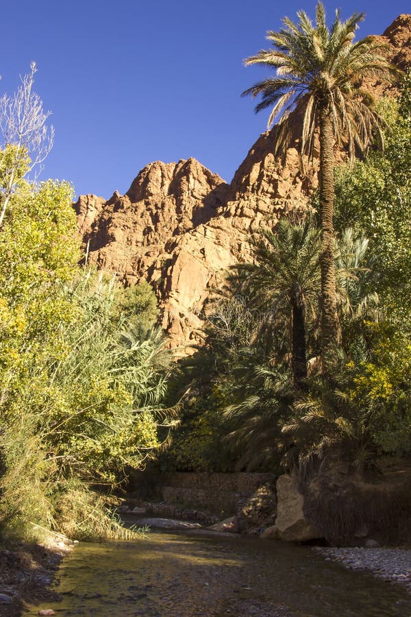 Tranquil Rivulet Running through the Tinghir Oasis Stock Photo - Image ...