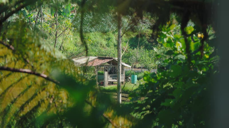Tranquil Rustic Cabin in Lush Greenery Stock Footage - Video of ...