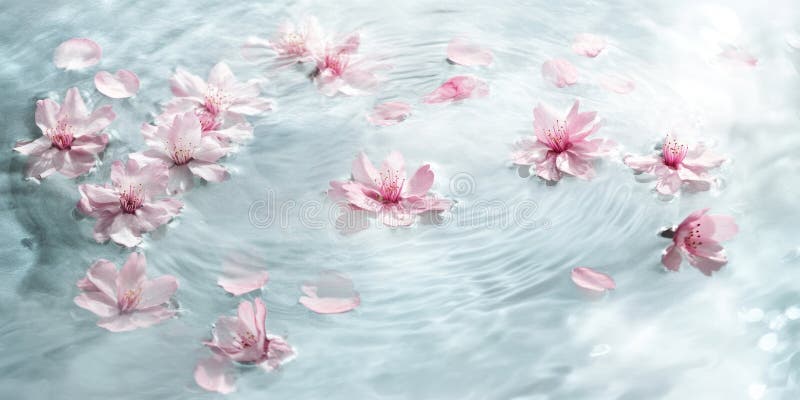 Tranquil Sakura Petals Floating on Rippled Water Surface Stock ...