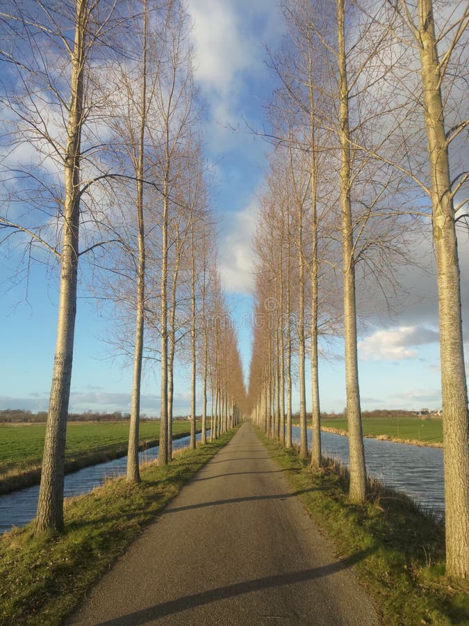 Tranquil Scene Featuring Trees Lining a Picturesque Road that Meanders ...