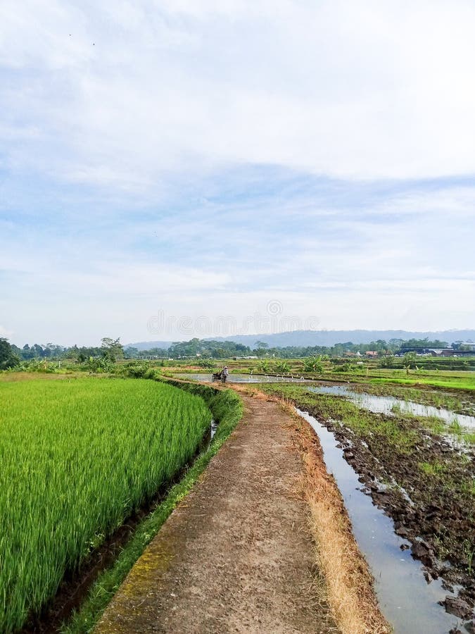A Tranquil Scene of Rice Fields Under a Bright Sky, with a Path beside ...