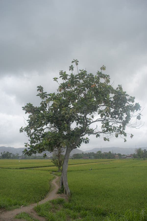 A Tranquil Scene in the Rural Area with a Pathway Stock Photo - Image ...