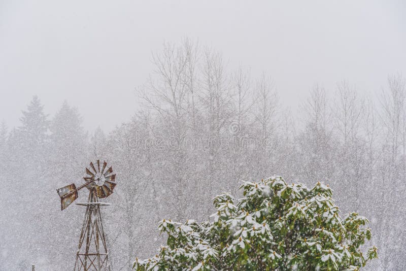 Tranquil Scene of Snow Falling on Wind Mill and Rhododendron Stock ...