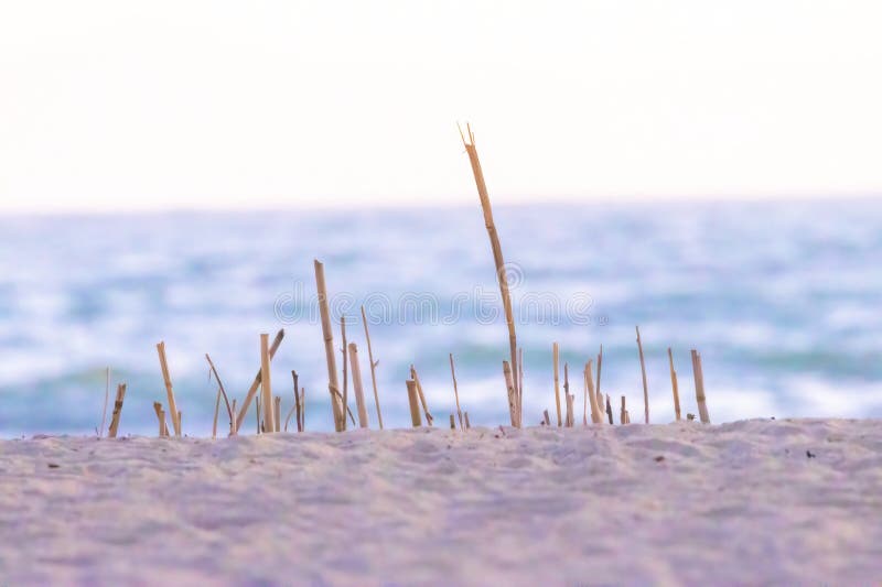 Tranquil Scenery on a Beach, Overlooking the Ocean Stock Image - Image ...