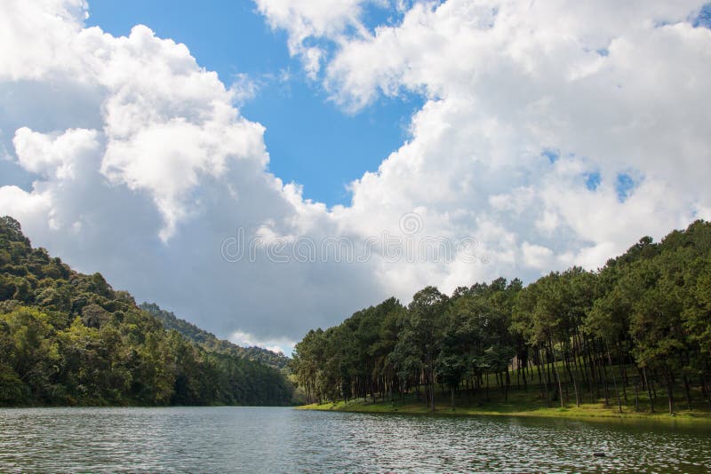 Tranquil Scenery of Lakeside Forest Stock Photo - Image of nature ...