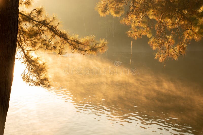 Tranquil Scenery of Lakeside Forest in the Morning - Selective Focus ...