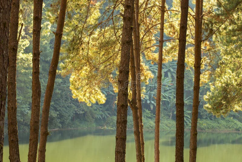 Tranquil Scenery of Lakeside Forest Stock Image - Image of summer ...