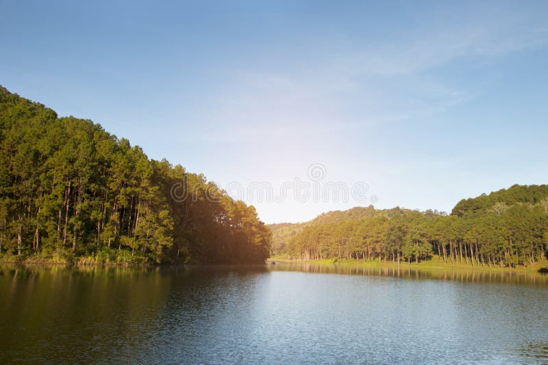 Tranquil Scenery of Lakeside Forest Stock Photo - Image of tranquil ...