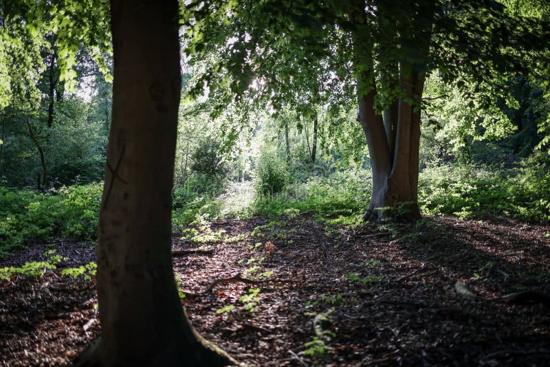 Tranquil Scenery of a Mysterious Empty Forest Stock Photo - Image of ...