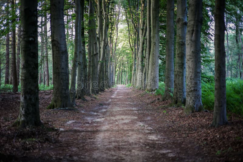 Tranquil Scenery of a Mysterious Empty Forest Stock Image - Image of ...