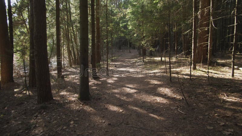 A Serene Forest Pathway, Beautifully Surrounded by Majestic Tall Trees ...