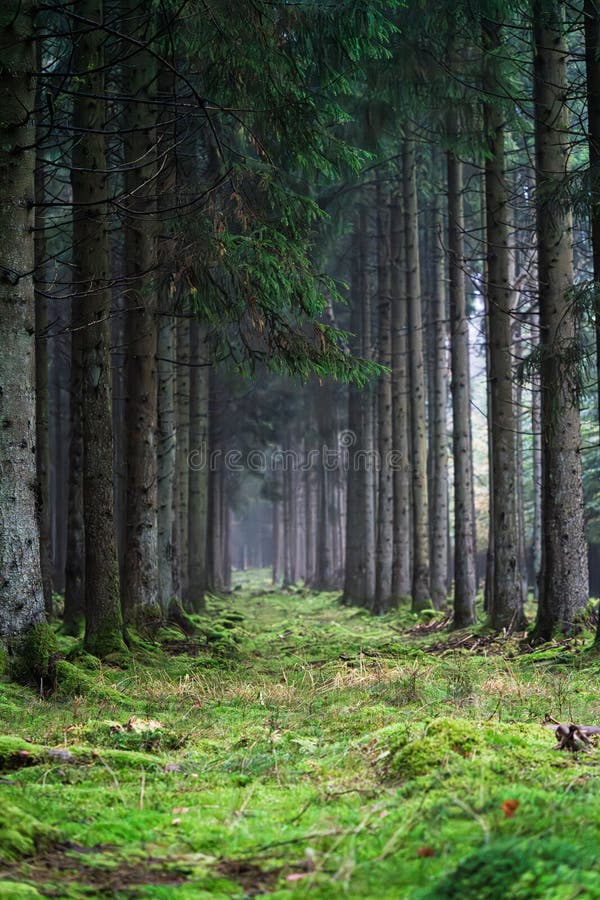 A Serene Forest Pathway Surrounded by Lush Greenery and Majestic, Tall Trees in Nature Stock ...