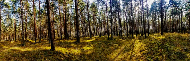 Tranquil and Serene Pine Forest with a Meandering Path Surrounded by ...