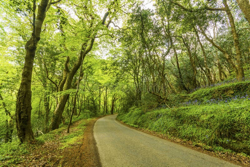 Tranquil Side Road in Forest Stock Photo - Image of inspirational ...