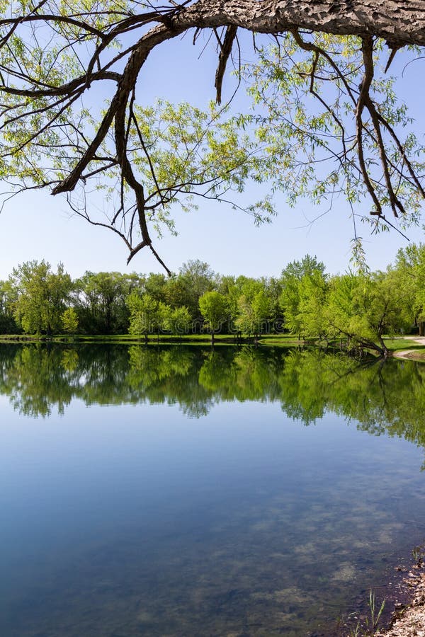 Tranquil Spring Pond Reflection Stock Image - Image of clear, season ...