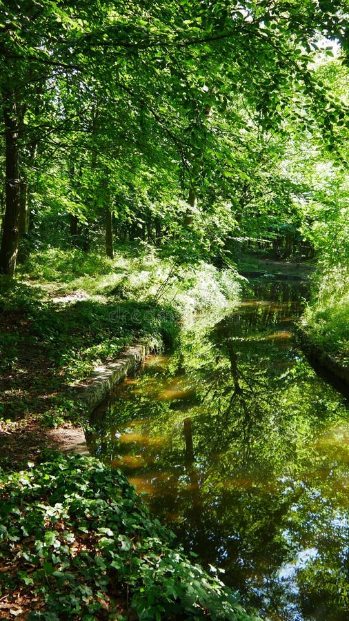 Tranquil Stream with Stunning Sunlight Reflections in Lush Forest Zone ...