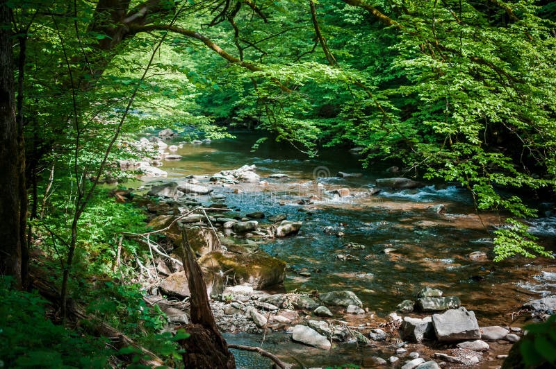 Tranquil Stream Surrounded by Lush Greenery in a Serene Forest Setting ...