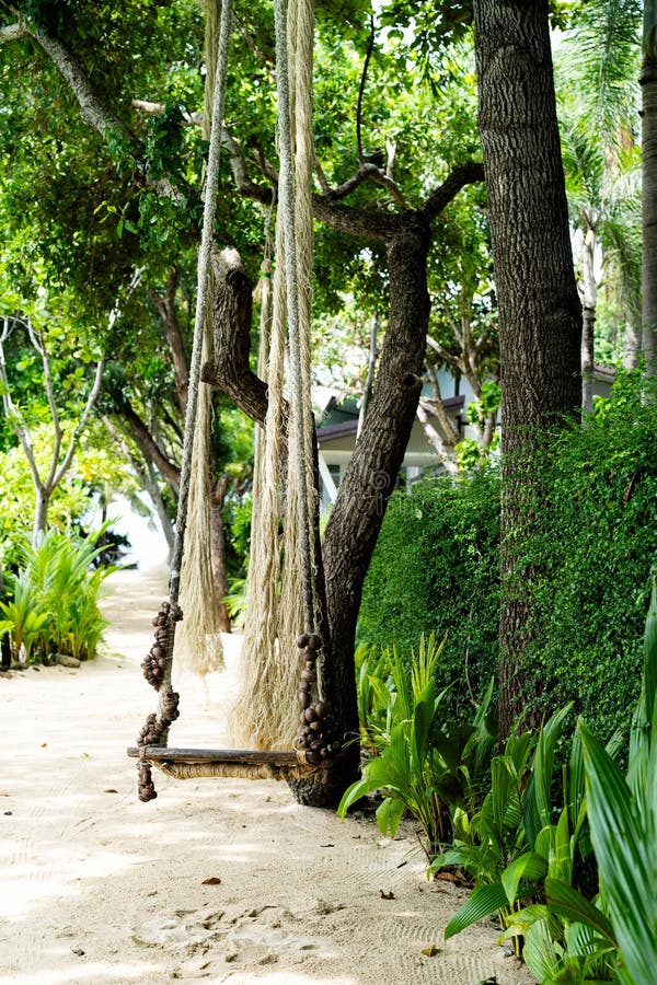 Relaxing Swing Under Tropical Palm Leaves in a Serene Forest Setting ...