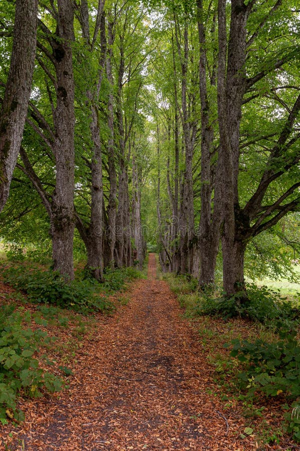 Tranquil Tree-lined Pathway through Lush Greenery during Autumn in a ...