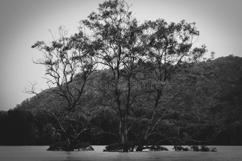 Tranquil Trees in the River Stock Photo - Image of trees, stood: 96408590