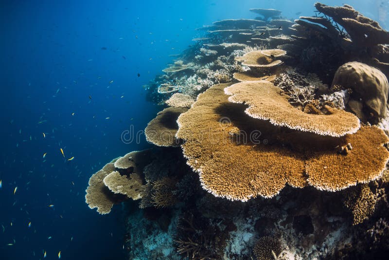Tranquil Underwater Scene with Amazing Corals in Tropical Blue Ocean ...