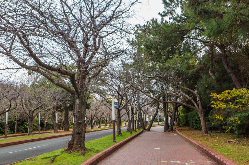 Serene Brick Pathway Lined with Leafless Trees on an Overcast Day Stock ...
