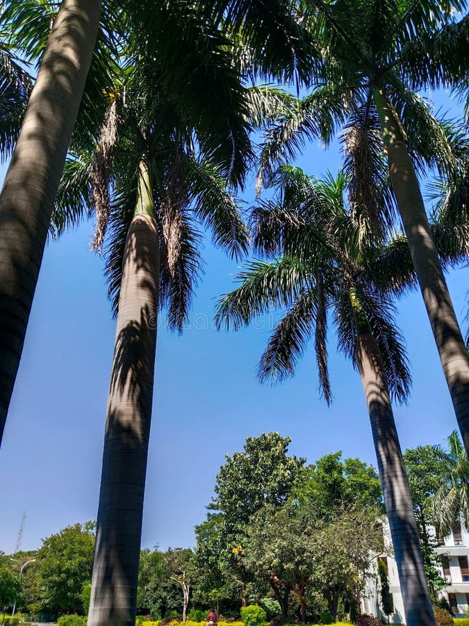 Tranquil View of a Cluster of Palm Trees Silhouetted Against a Bright ...