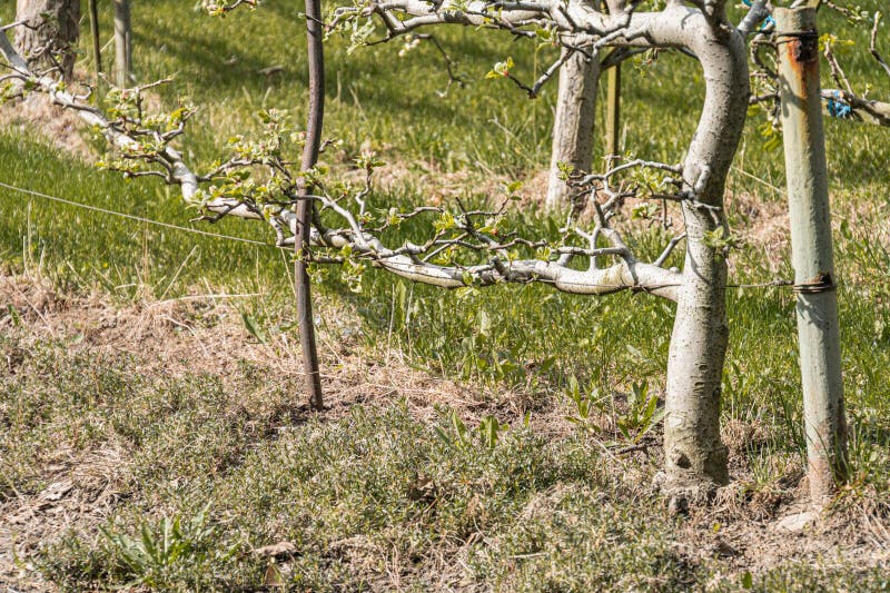 A Tranquil Vineyard Scene in Early Spring or Summer, Featuring a Young ...