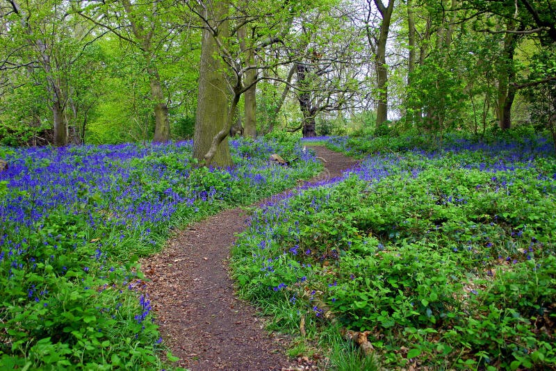 A Tranquil Walk in the Woods Stock Photo - Image of bluebell, tread ...