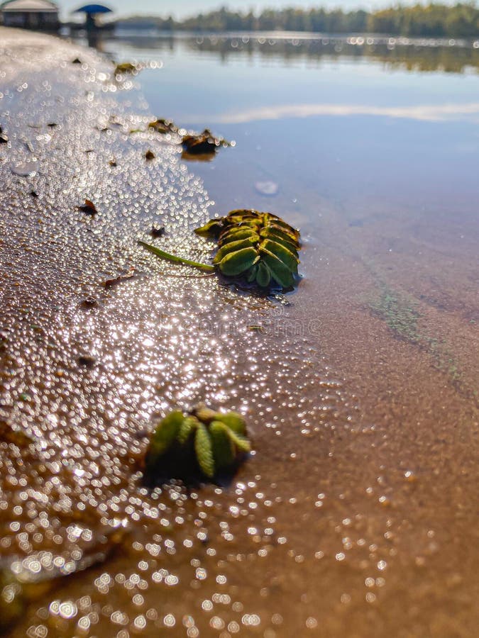A Tranquil Water Scene with Ripples and Floating Aquatic Organisms on ...