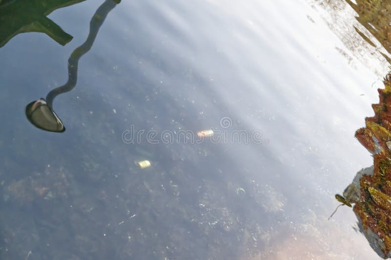 Tranquil Water Surface with Floating Objects Stock Photo - Image of ...