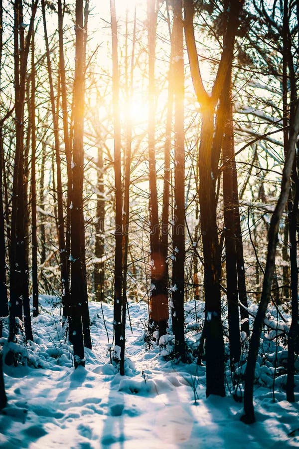 A Tranquil Winter Forest Bathed in Sunlight Stock Photo - Image of snow ...