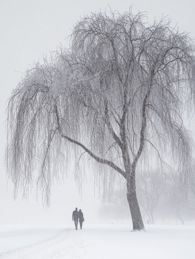 Faces Emerging from Birch Trees in Forest. Stock Illustration ...