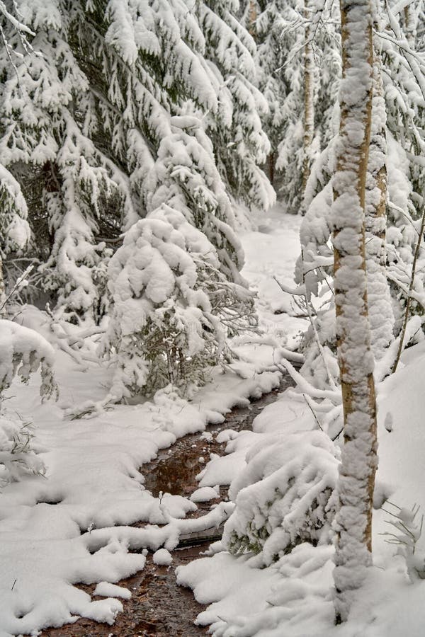Tranquil Winter Scene Featuring a Stream of Water Running through a ...