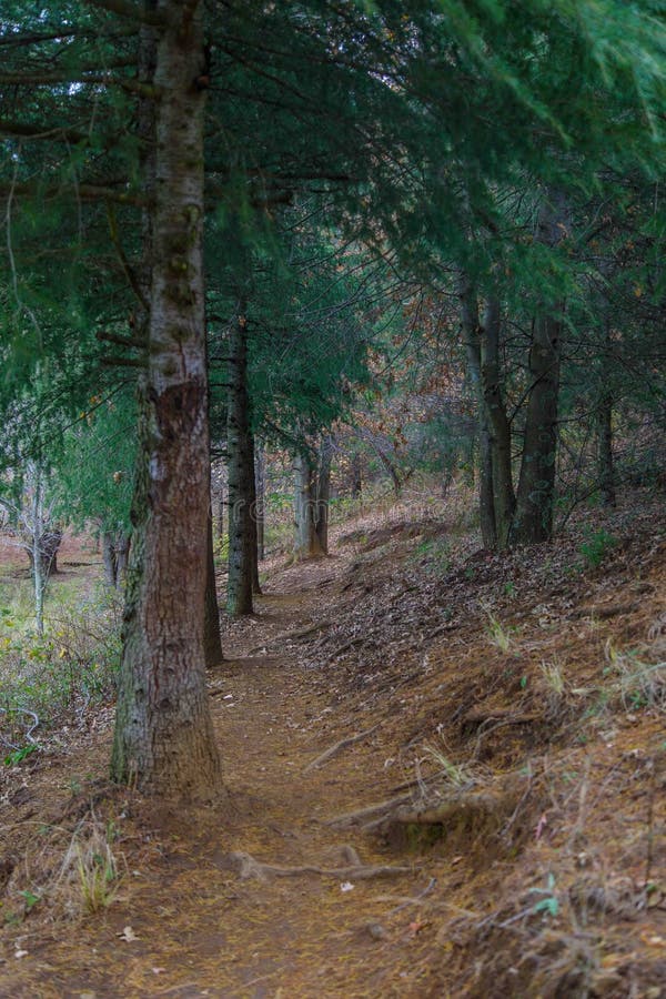 Tranquil Woodland Scene with Natural Growth and Trees Stock Image ...