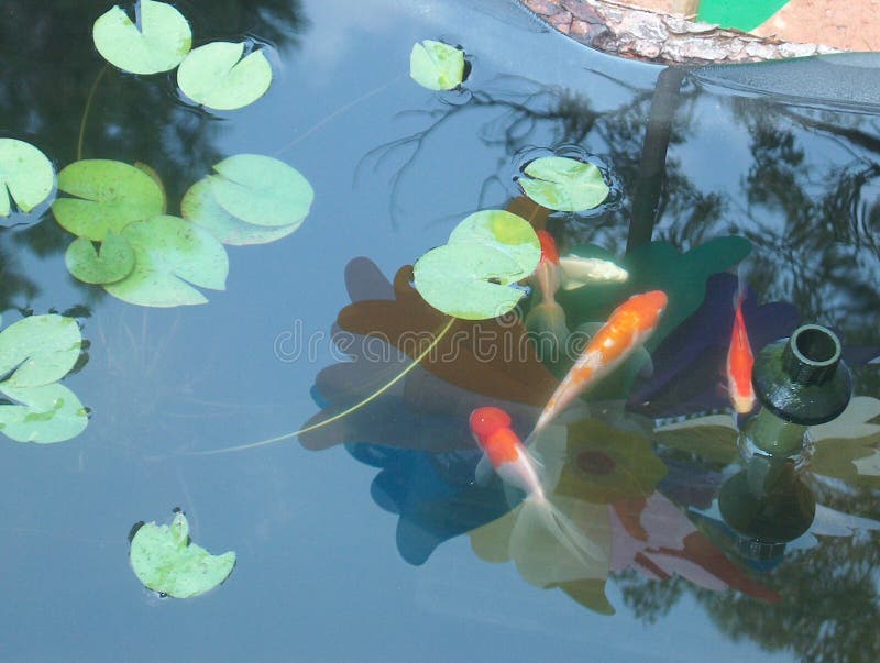 Tranquility stock photo. Image of pond, gold, orange, pinwheel - 934258