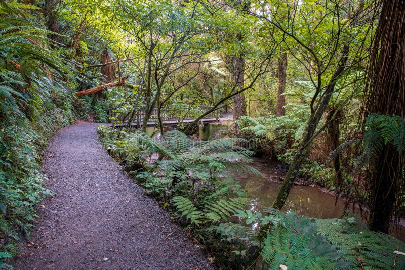 Tranquility in the Lush Dense Native Bushbush Stock Image - Image of ...
