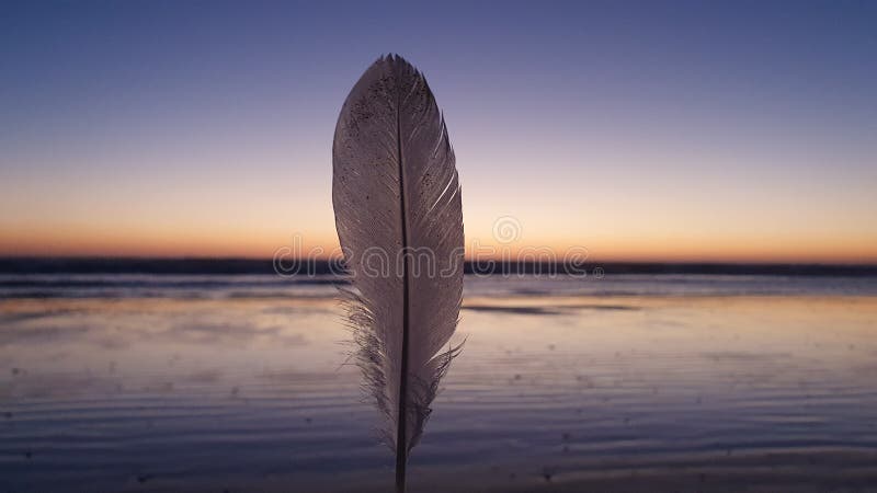 White Feather Backlit at Sunset Stock Photo - Image of white, sunset ...