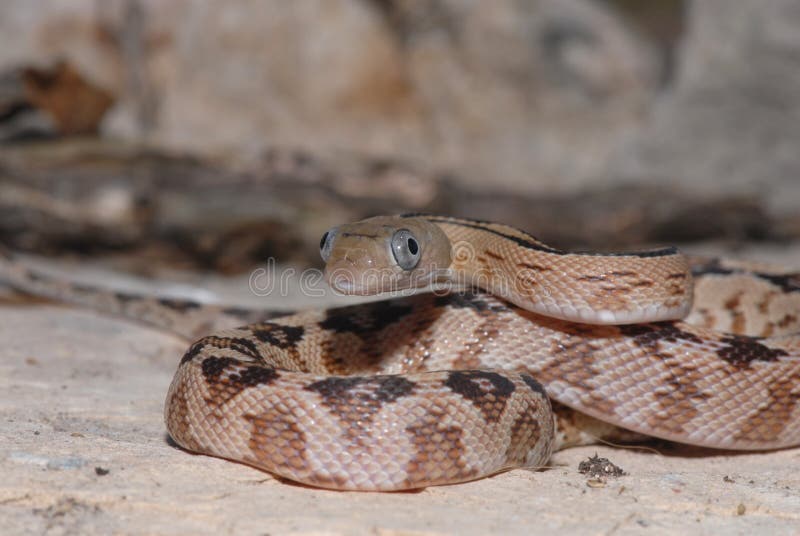 Trans-LMOE Van Rattenslang/Bogertophis Subocularis Stock Foto - Image ...
