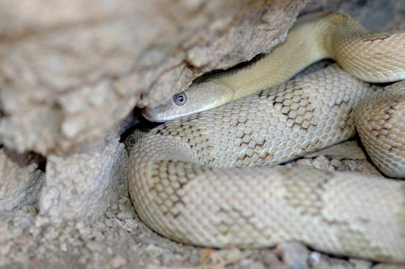 Trans-LMOE Van Rattenslang/Bogertophis Subocularis Stock Foto - Image ...
