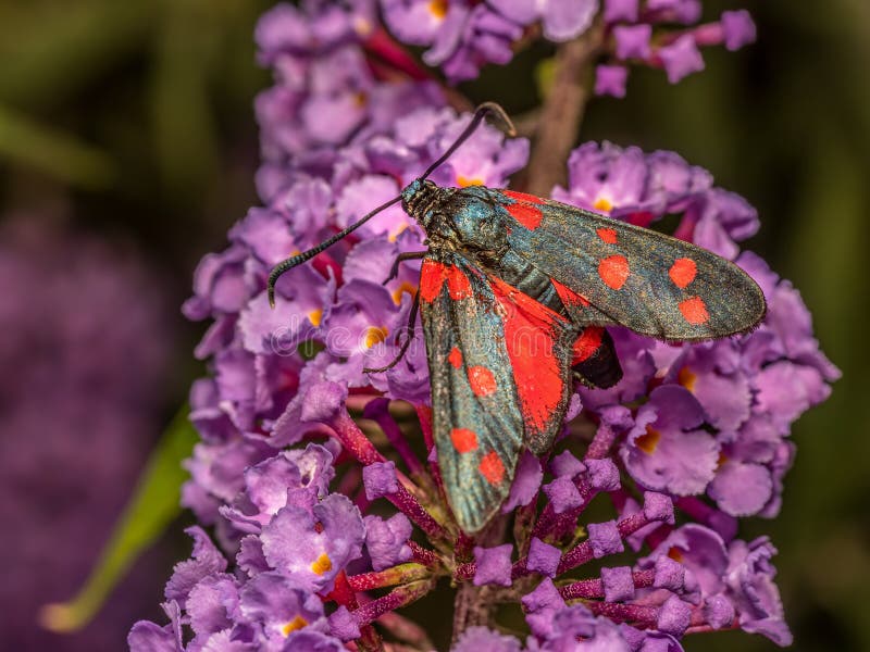 Transalpine Burnet Moth Sitting on Buddleia Flowers Stock Photo - Image ...